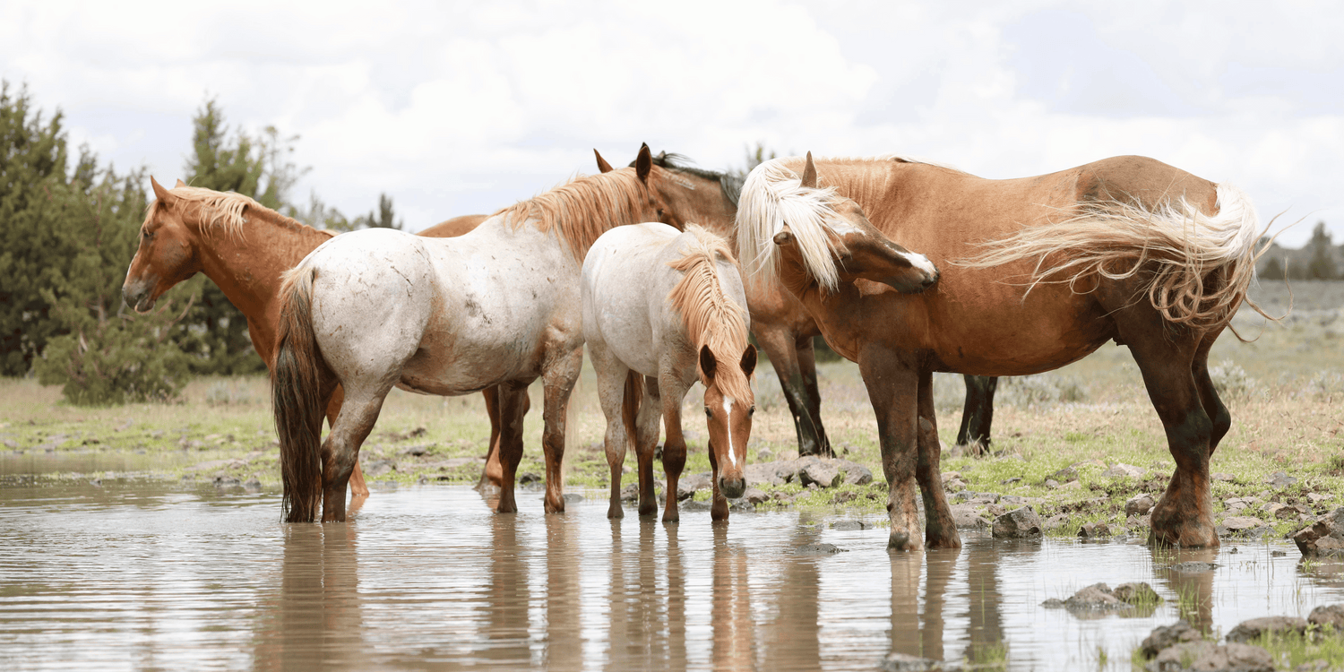 Red Mare Mercantile