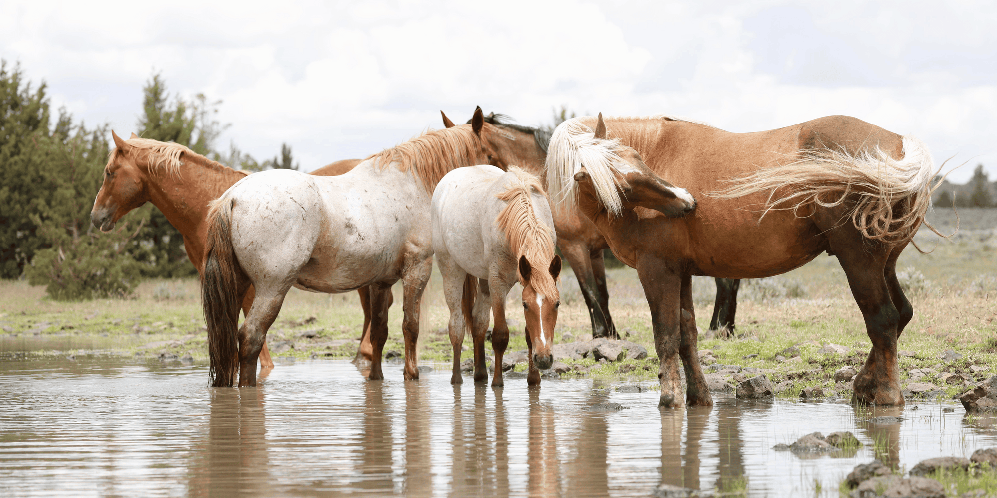 Red Mare Mercantile